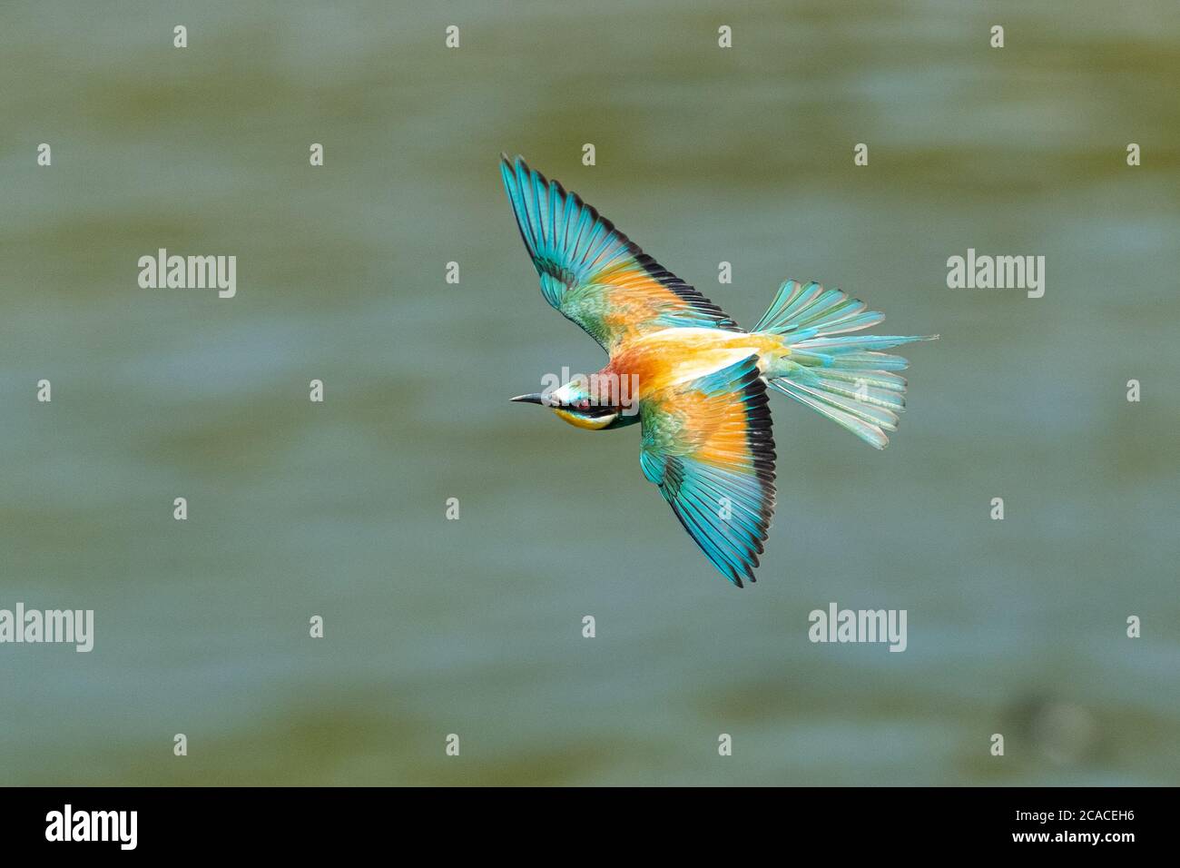 European Bea eater flying and hunting insects Stock Photo - Alamy