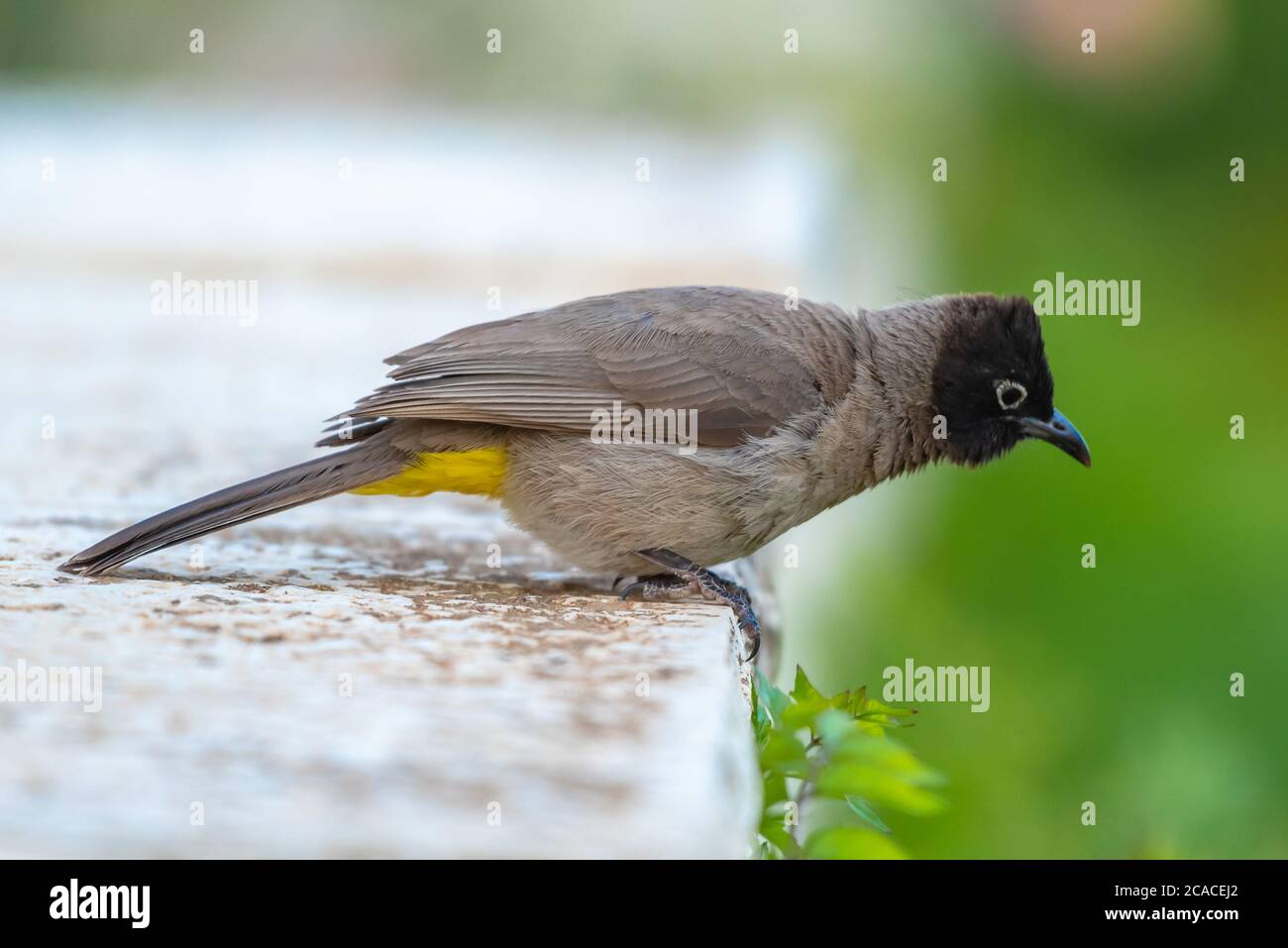 Yellow-vented Bulbul AKA White-Spectacled Bulbul, (Pycnonotus ...