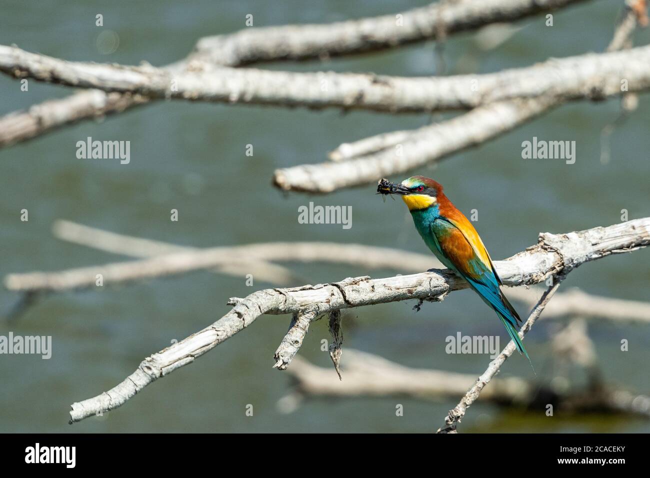 European Bea eater flying and hunting insects Stock Photo - Alamy