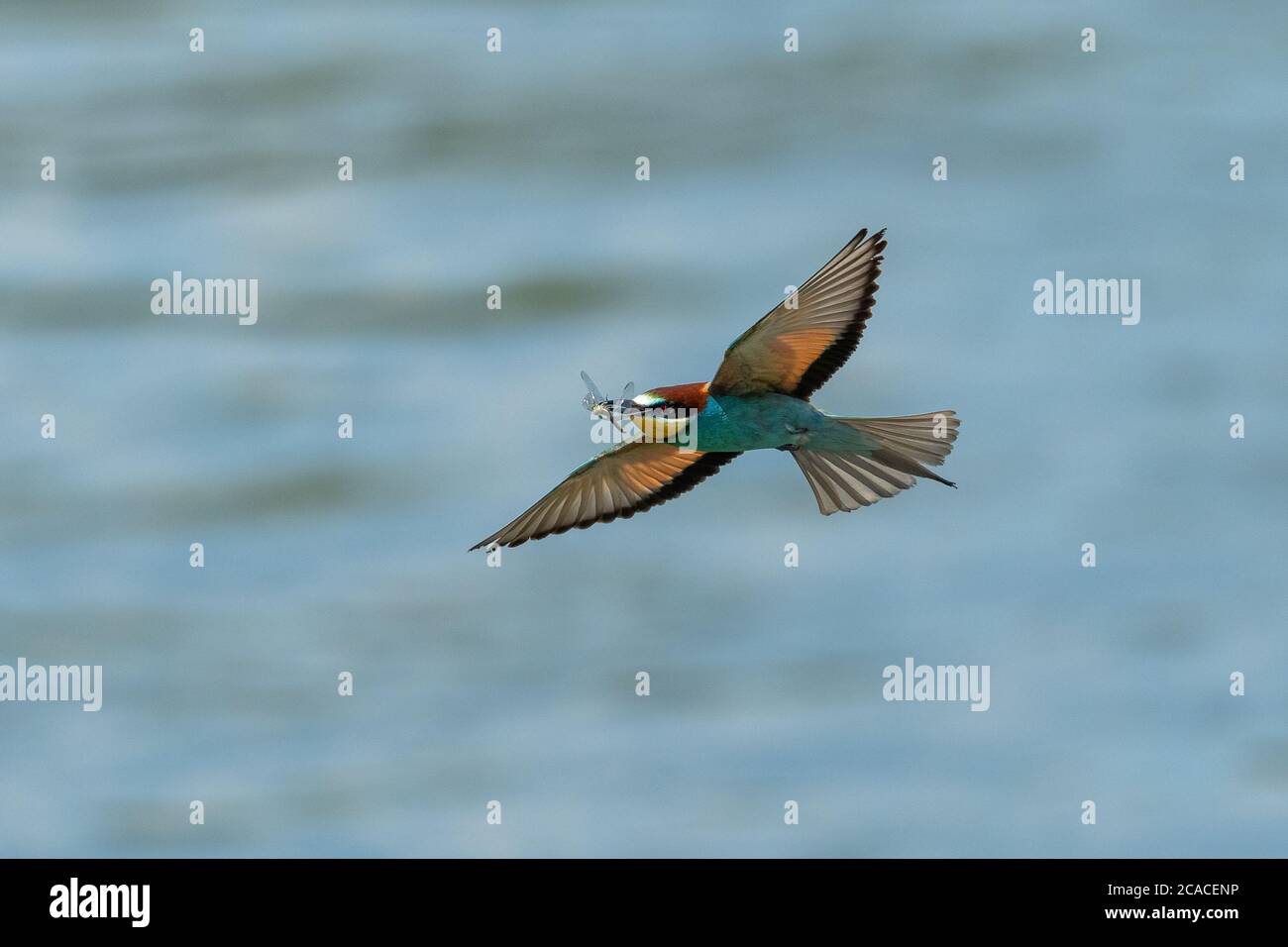 European Bea eater flying and hunting insects Stock Photo - Alamy