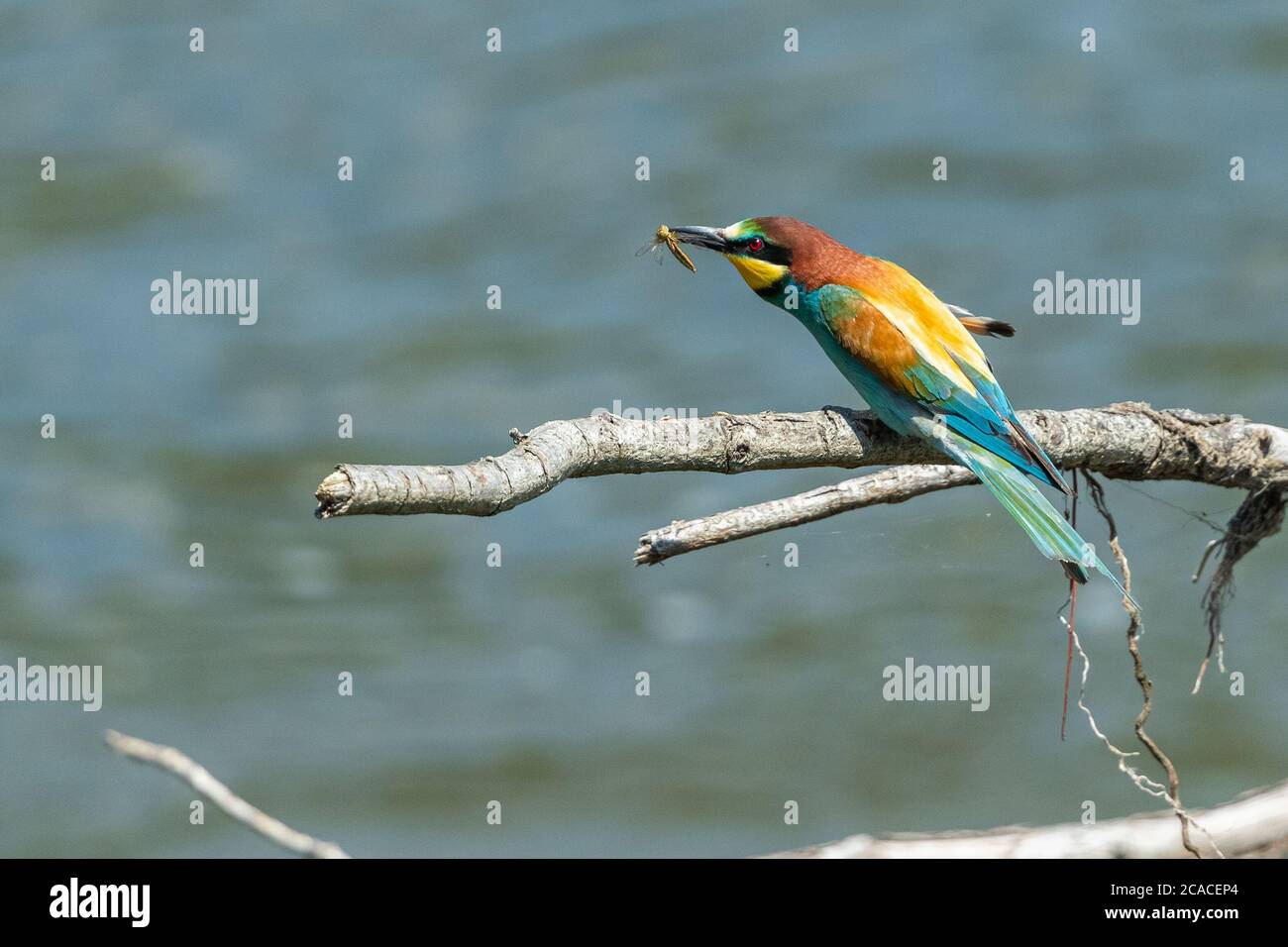 European Bea eater flying and hunting insects Stock Photo - Alamy