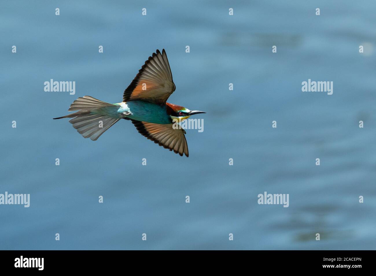 European Bea eater flying and hunting insects Stock Photo - Alamy