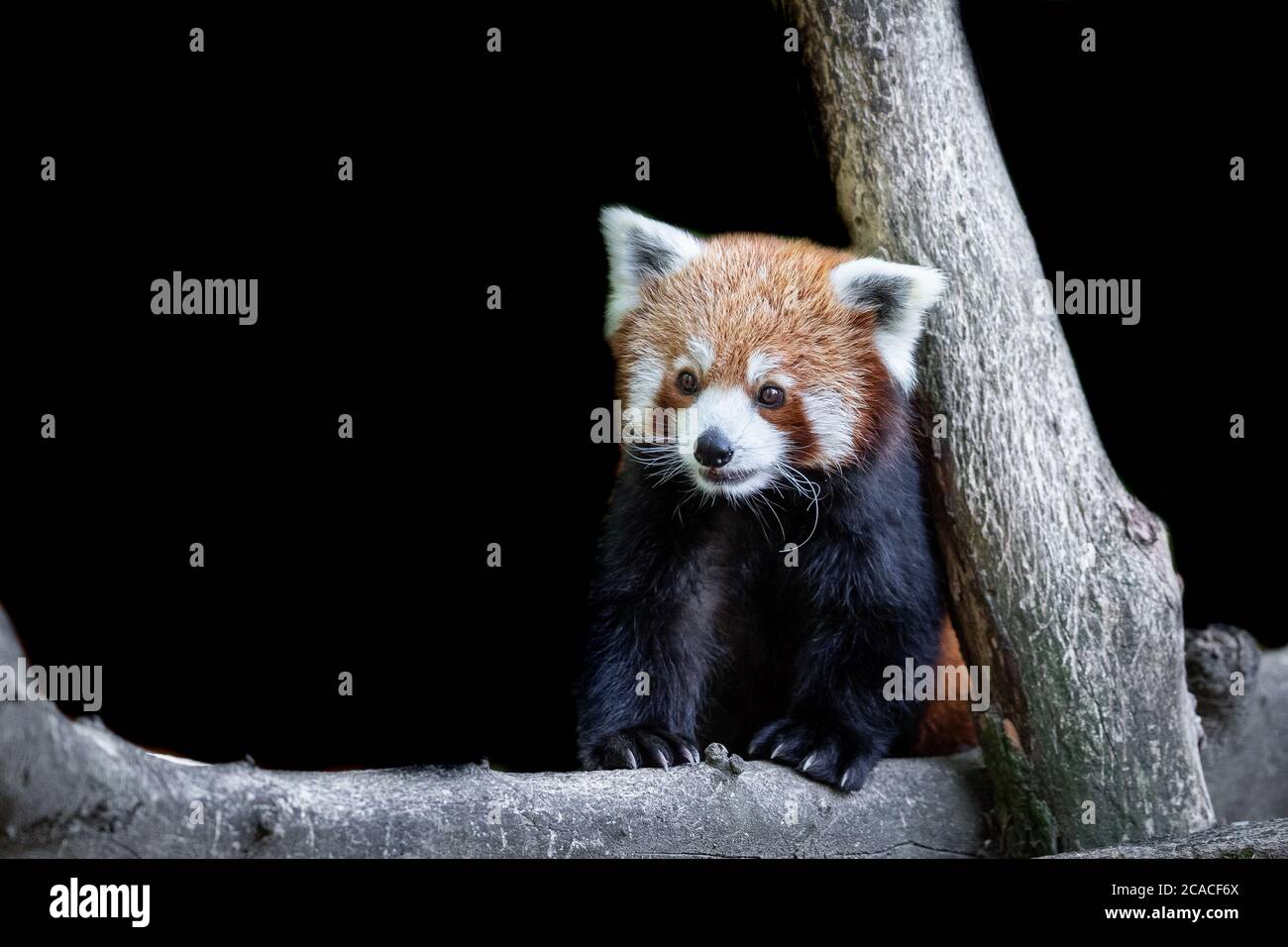 Red panda with a black background Stock Photo - Alamy