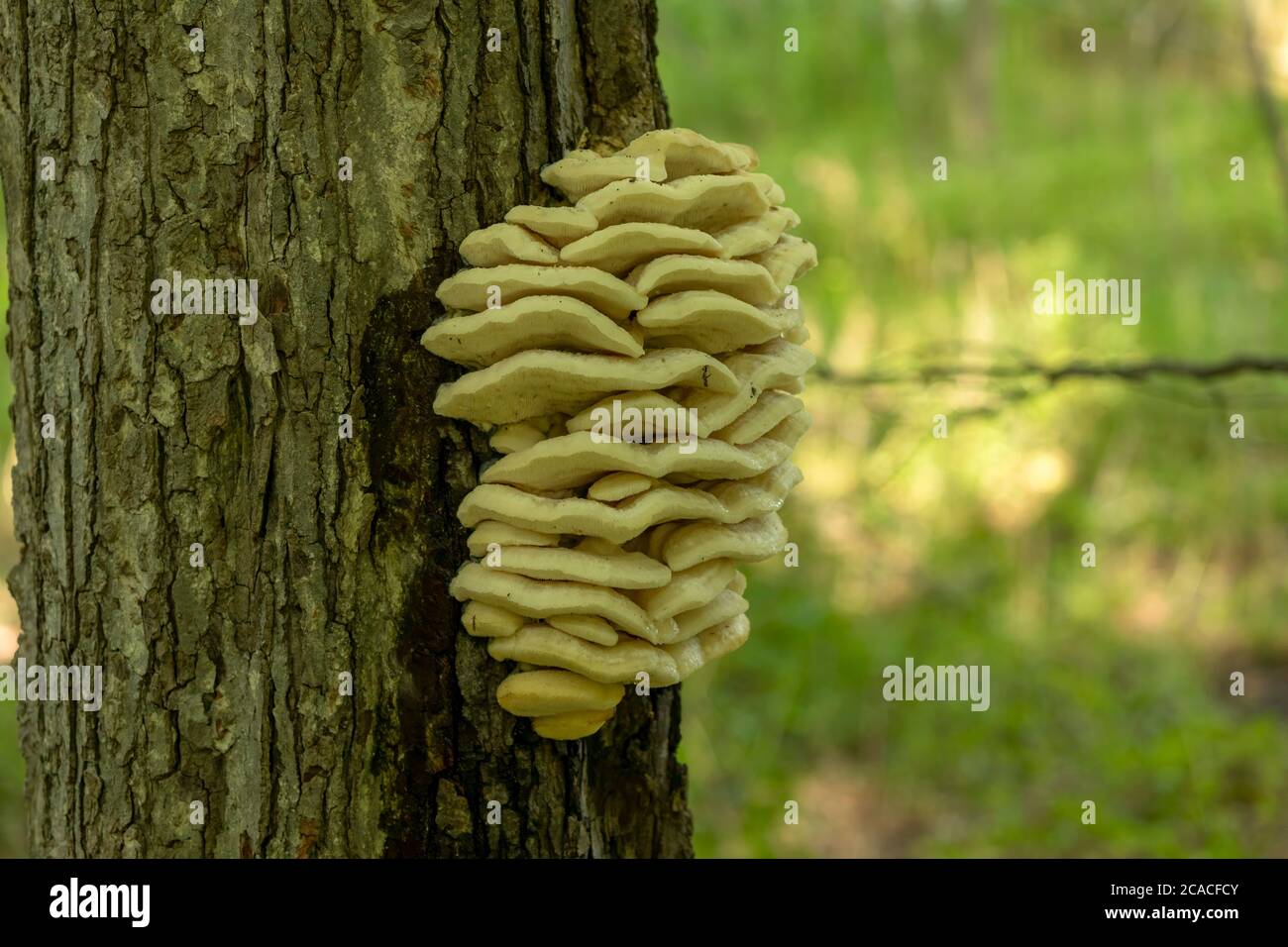 Chicken of the woods. Large yellow fungus shelves attached to tree ...