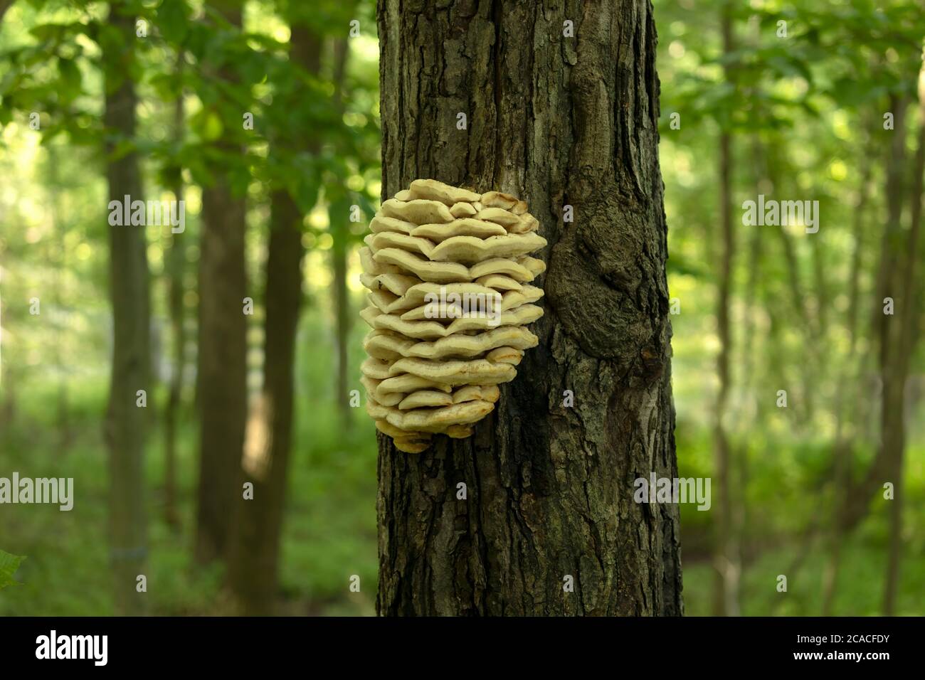 Chicken of the woods. Large yellow fungus shelves attached to tree ...