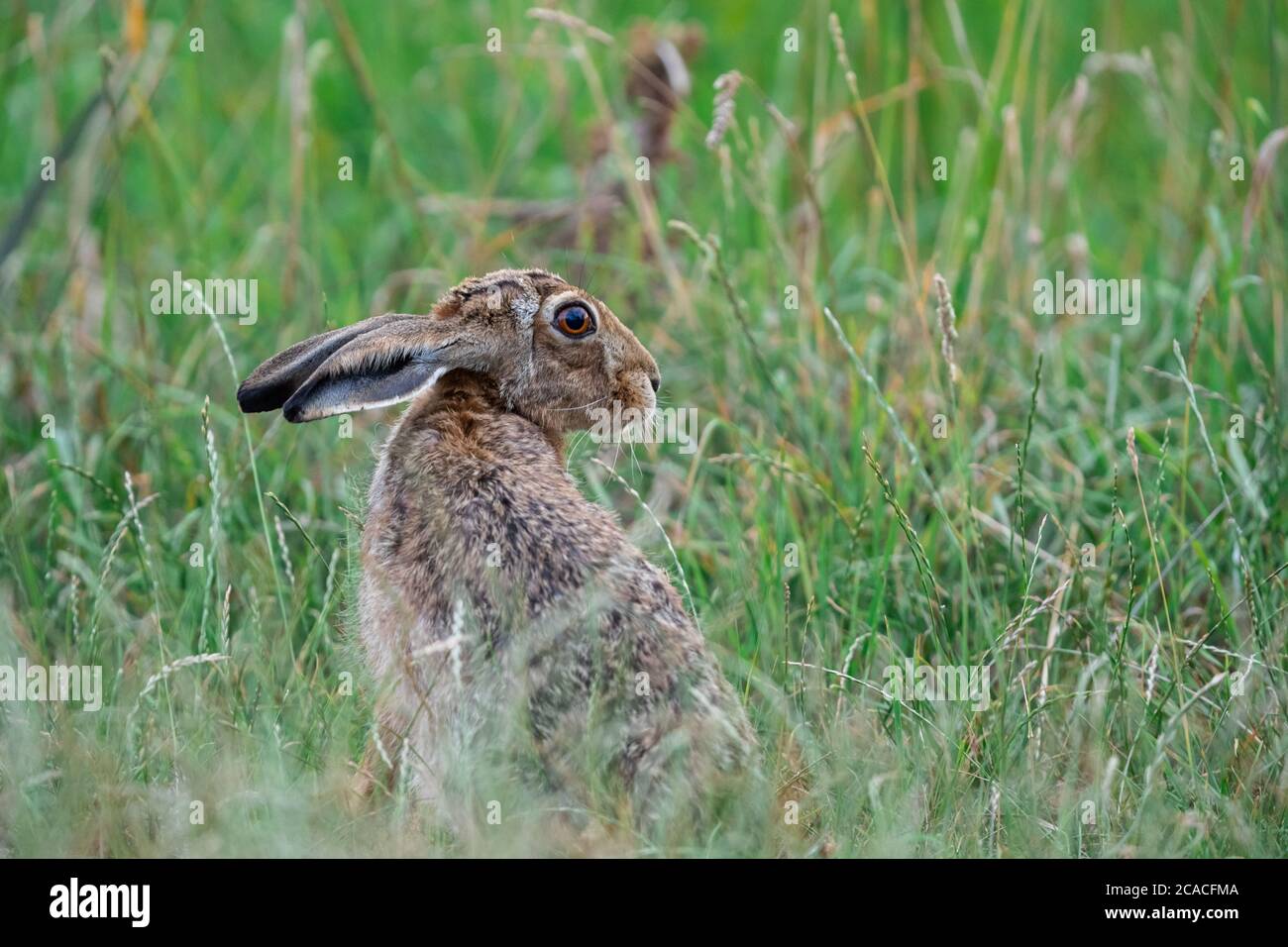 European Hare in the meadow Stock Photo - Alamy