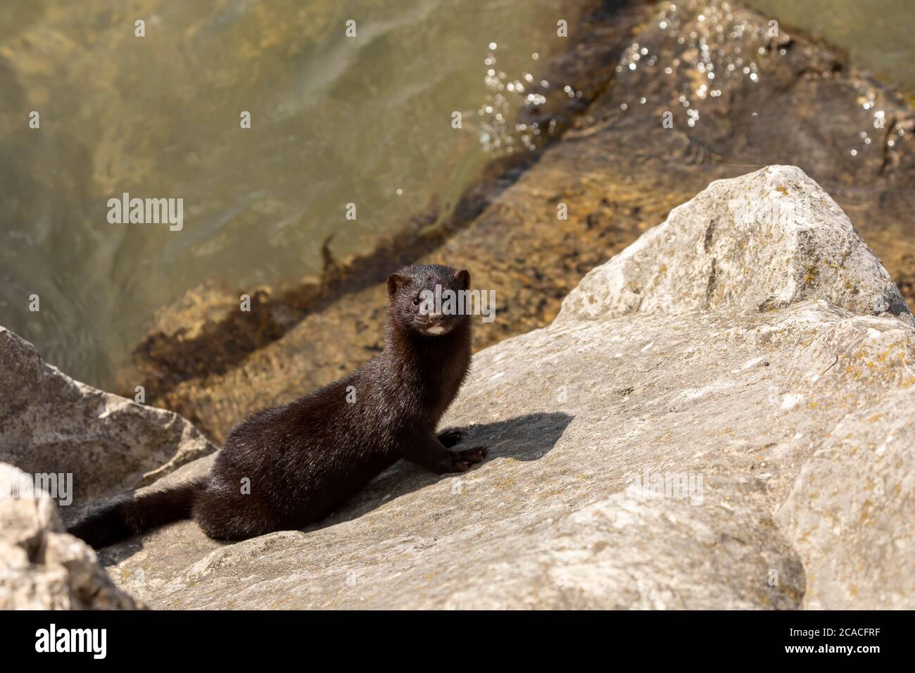 Mink Lake High Resolution Stock Photography and Images - Alamy