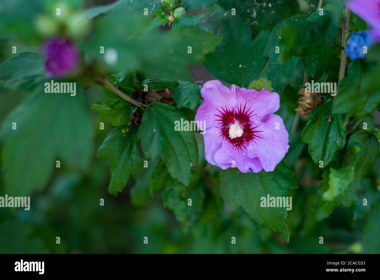 Syrian rose hibiscus (hibiscus syriacus) in its bloom and attracts many ...