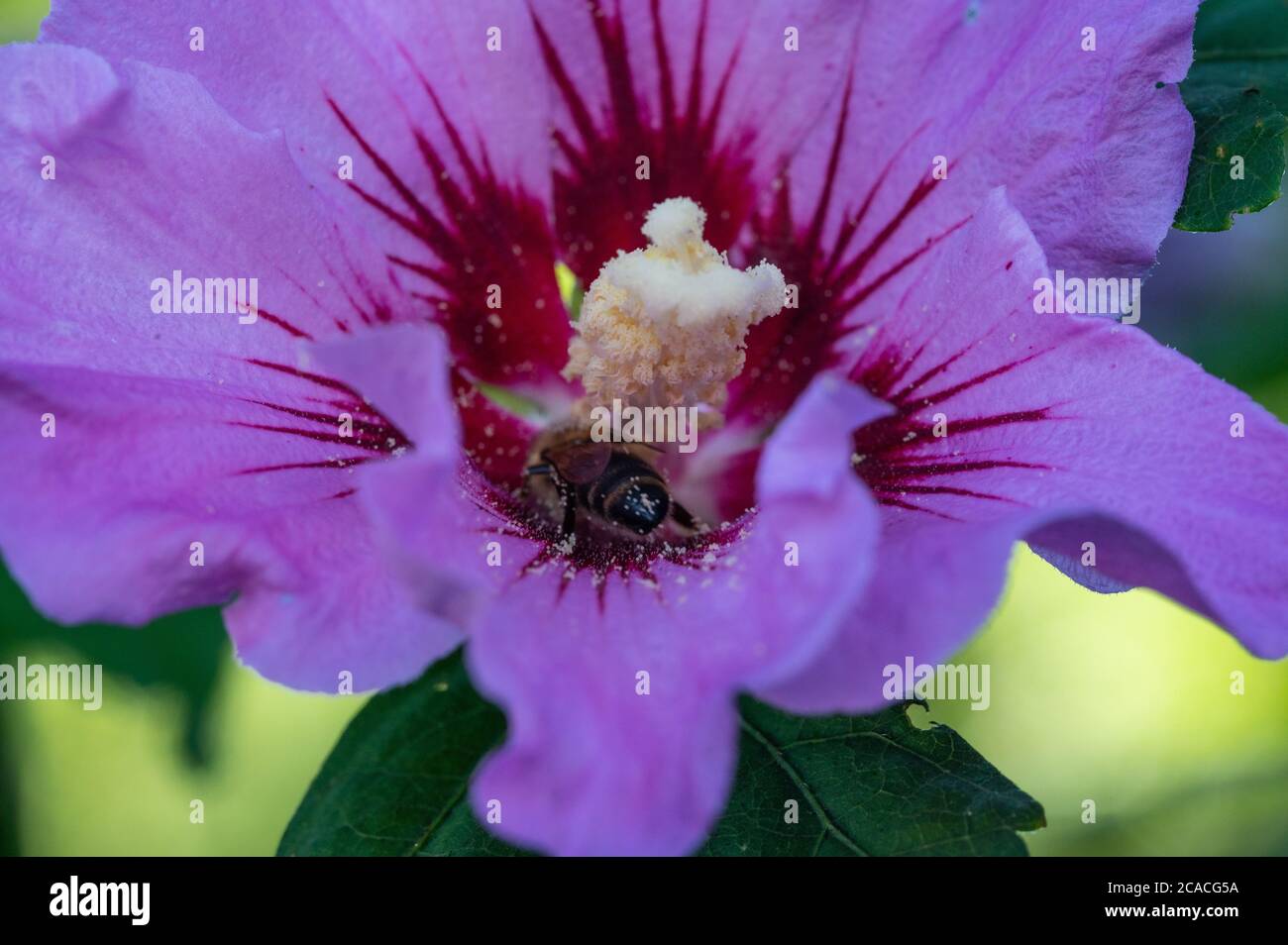 Syrian rose hibiscus (hibiscus syriacus) in its bloom and attracts many ...