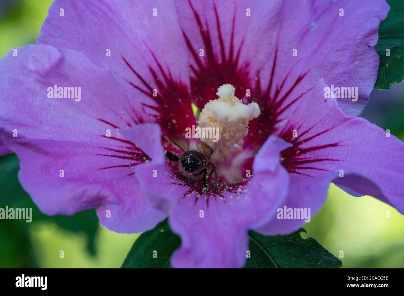 Syrian rose hibiscus (hibiscus syriacus) in its bloom and attracts many ...