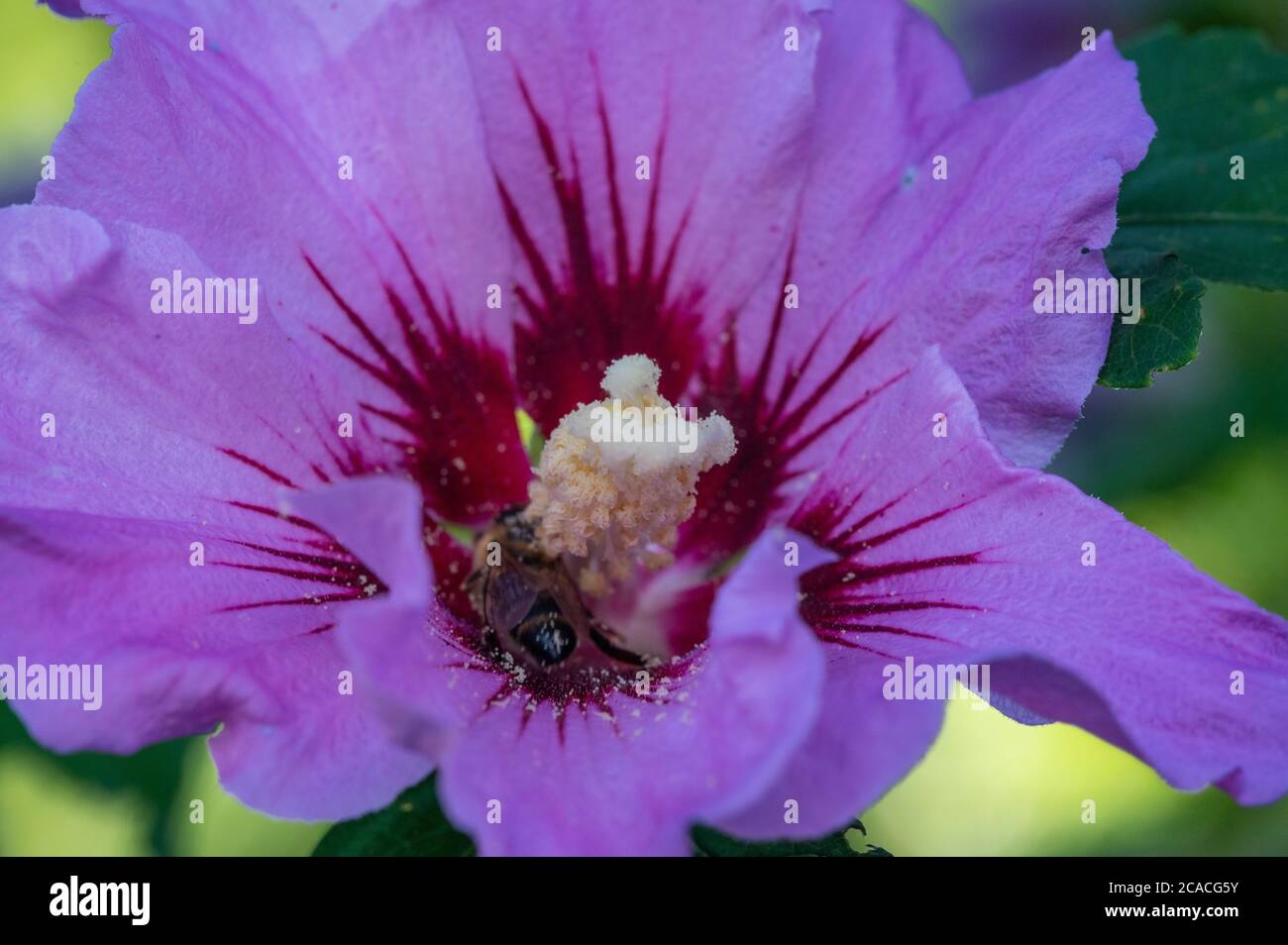 Syrian rose hibiscus (hibiscus syriacus) in its bloom and attracts many ...