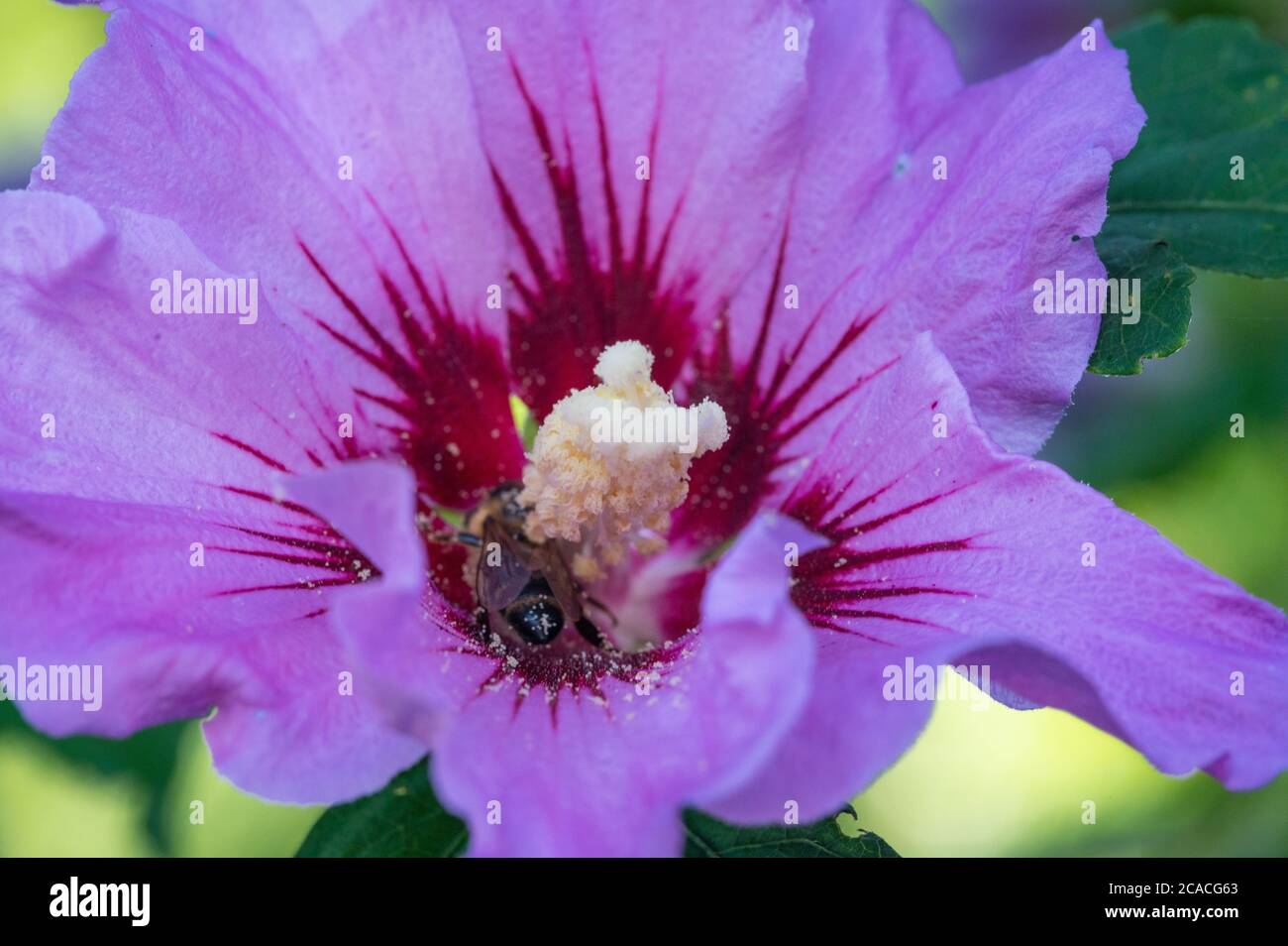 Syrian rose hibiscus (hibiscus syriacus) in its bloom and attracts many ...