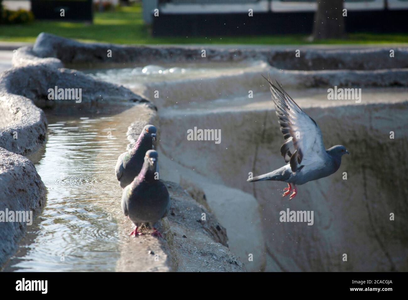 Pigeon swimming pool bird hi-res stock photography and images - Alamy