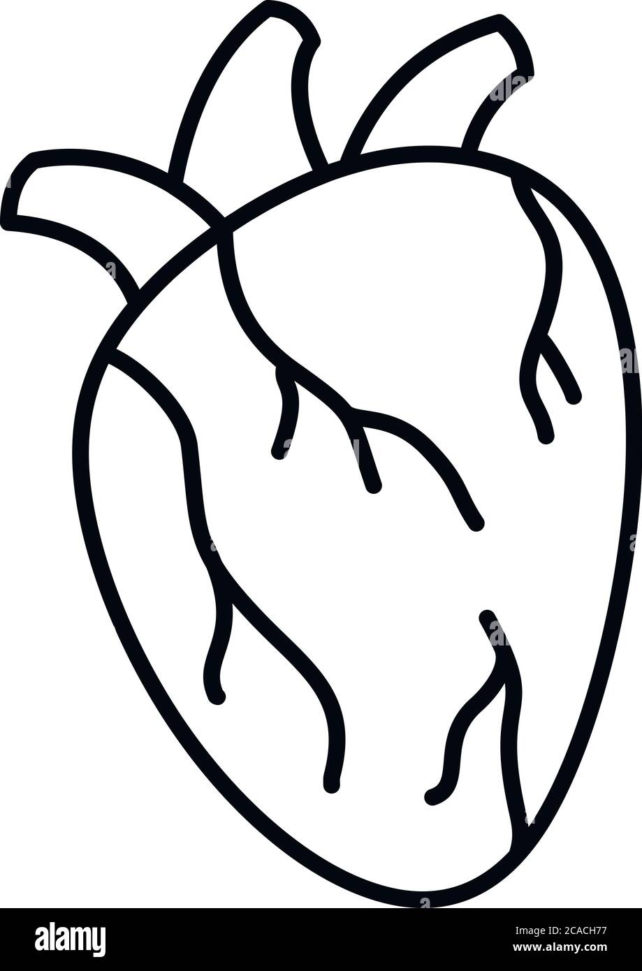 Human Heart Basic Outline
