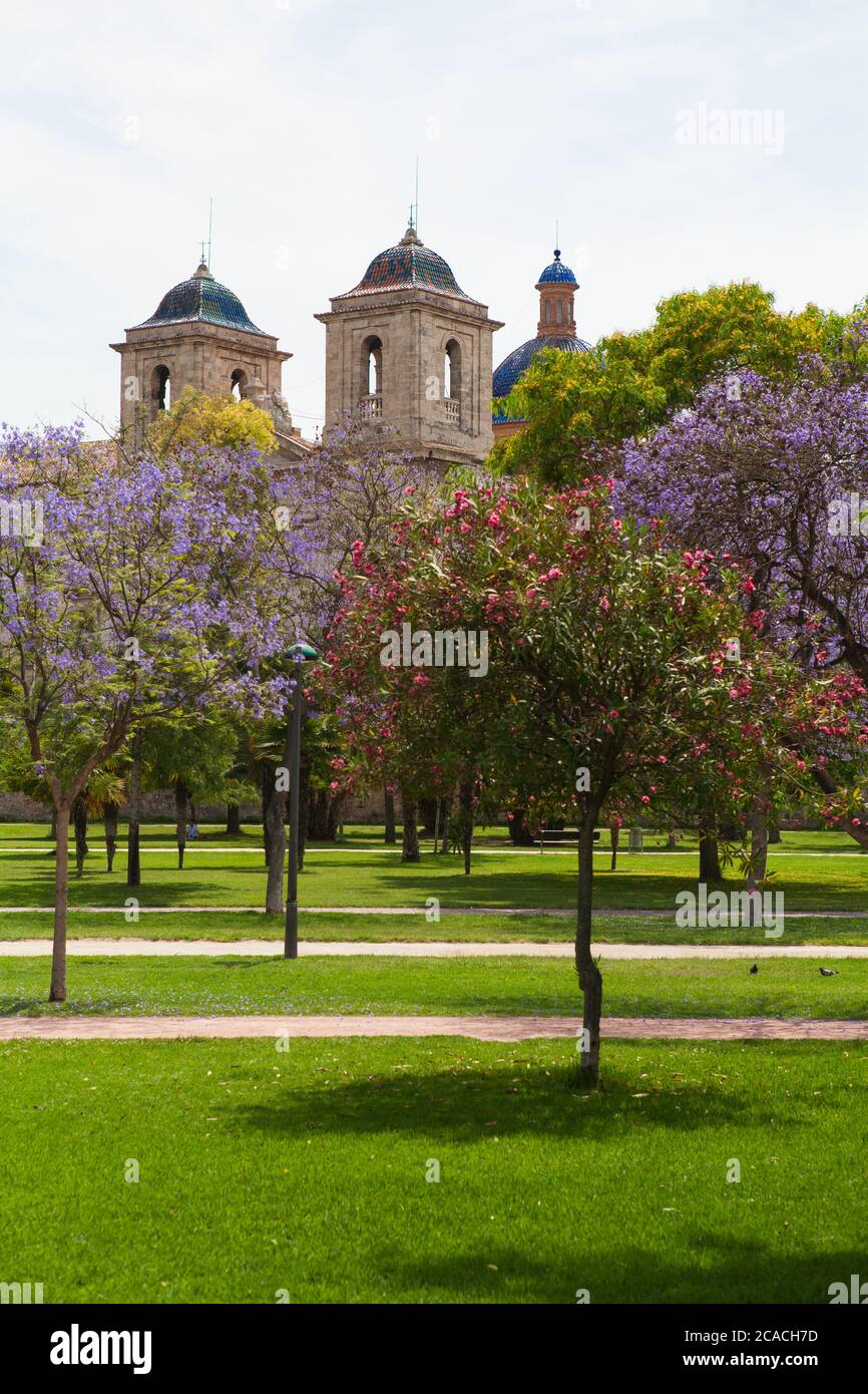 Turia park, Valencia, Spain - Jacaranda trees in Turia Park Stock Photo ...