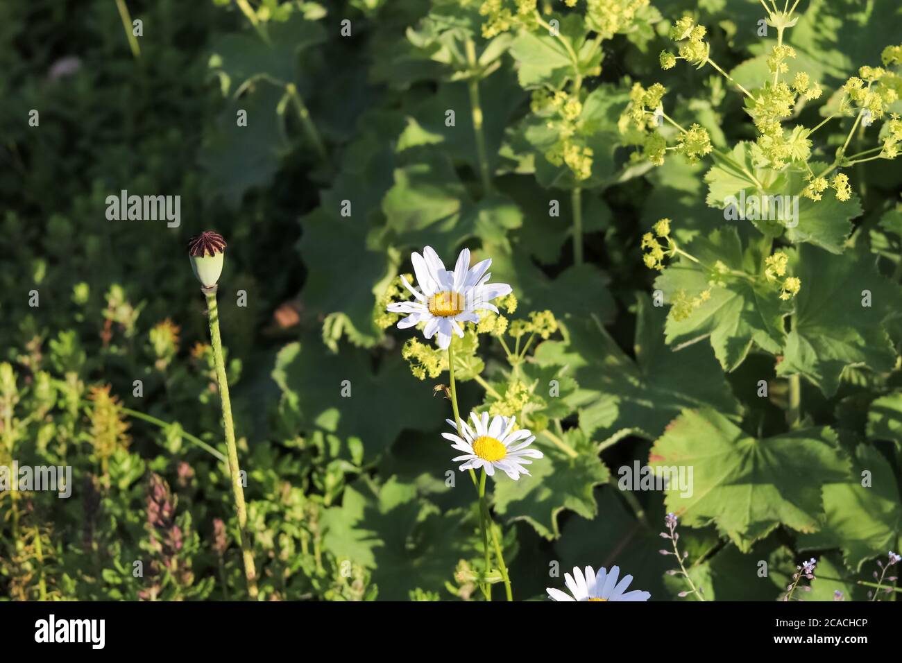 Beautiful white margerite flowers on a green field. Leucanthemum ...