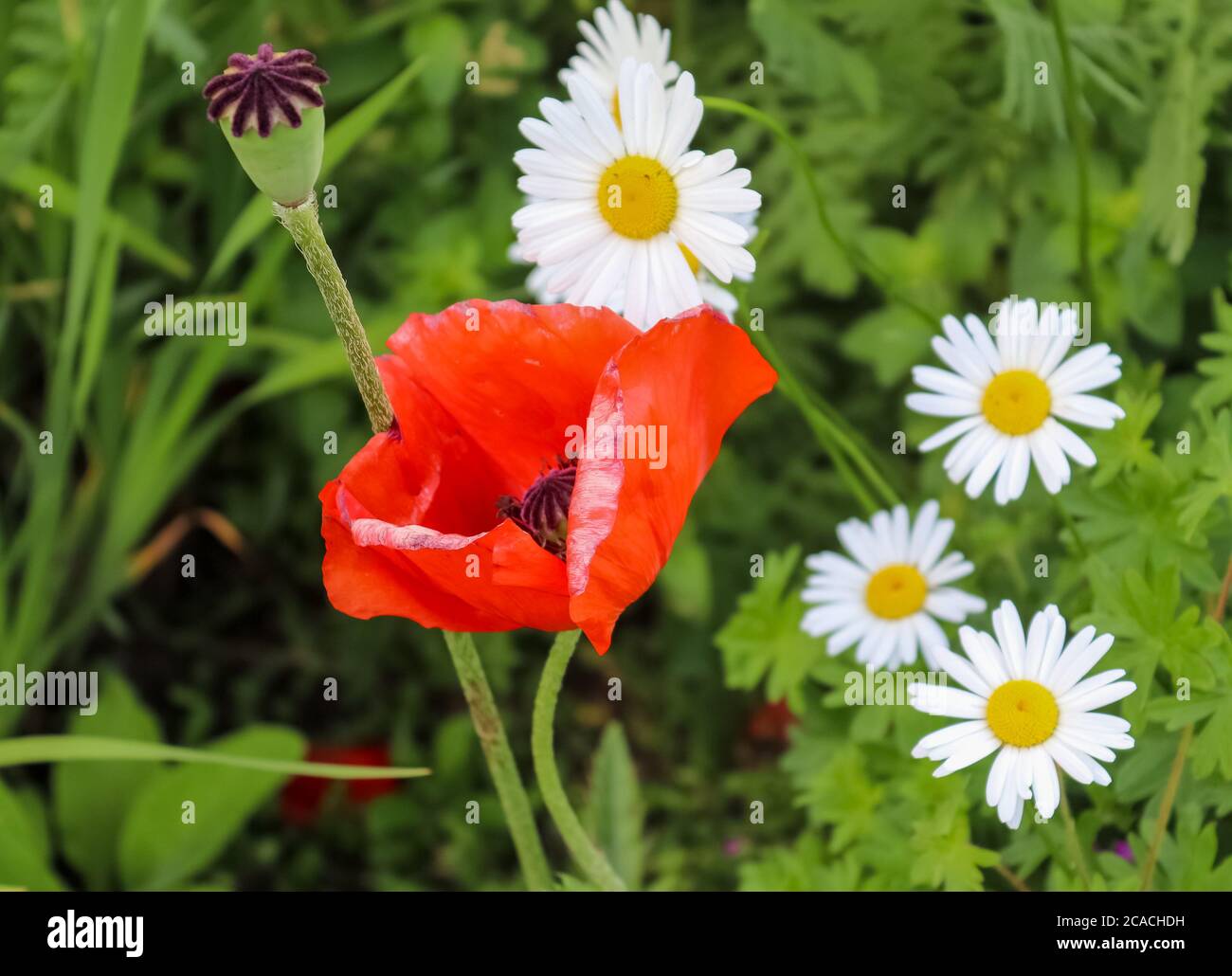 Magerite hi-res stock photography and images - Alamy