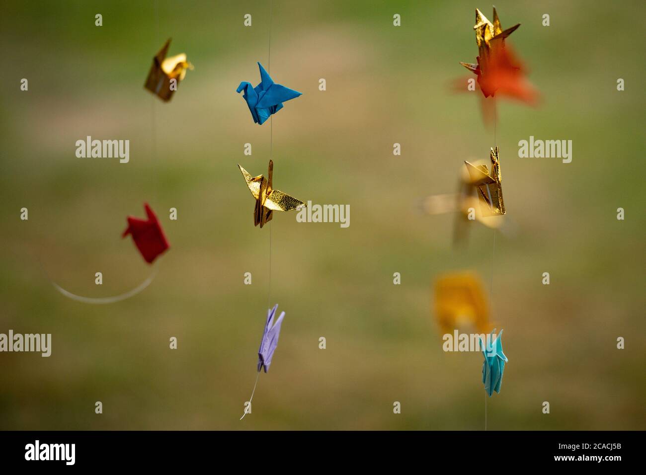 Children hang origami peace cranes in the Anglo-Japanese Grove of ...