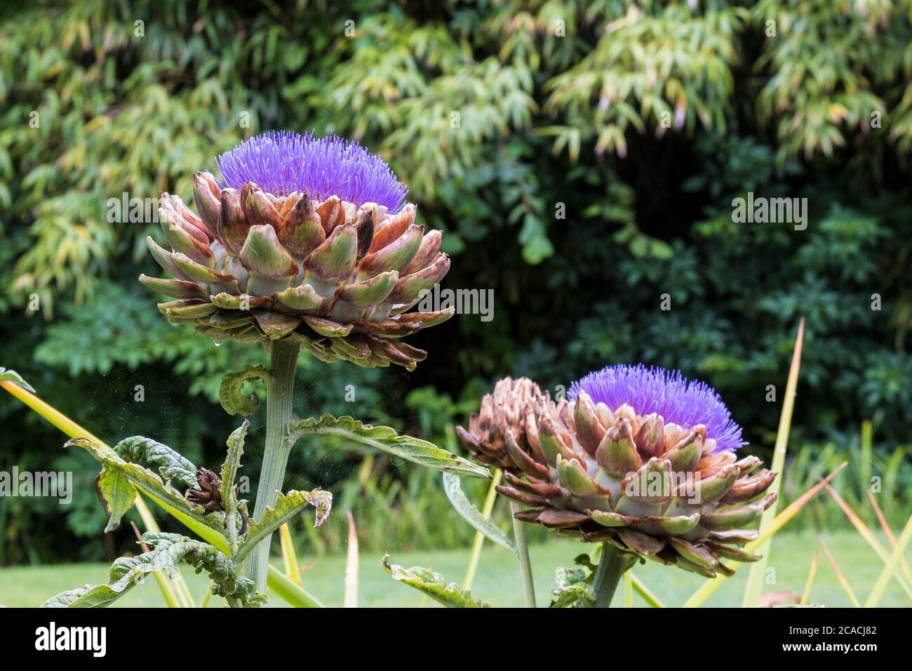 Cynara cardunculus Cardoon Stock Photo - Alamy