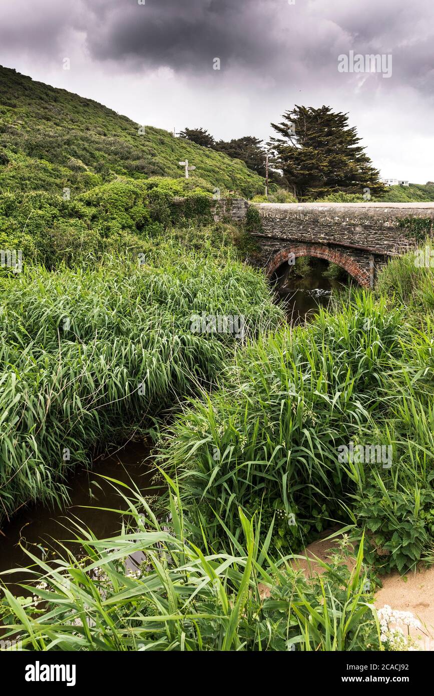 Reeds growing around a river flowing under a small road bridge at ...