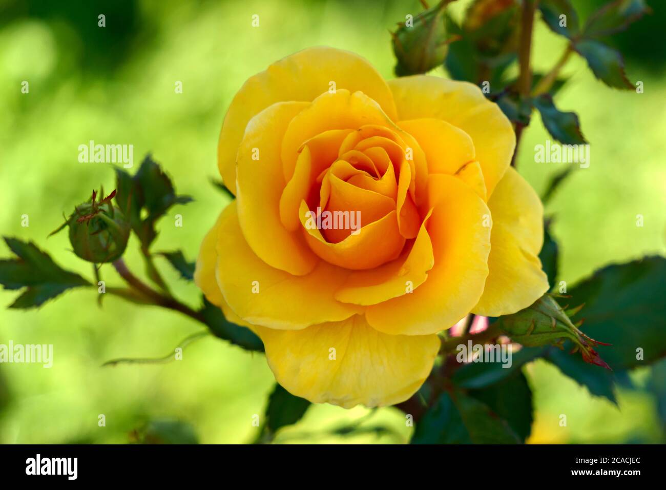 Large yellow rose hi-res stock photography and images - Alamy