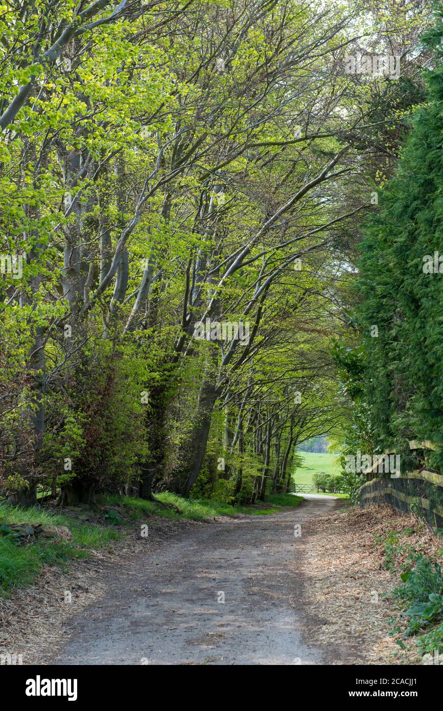 Spring view of a farm track and bridleway running through an avenue of ...