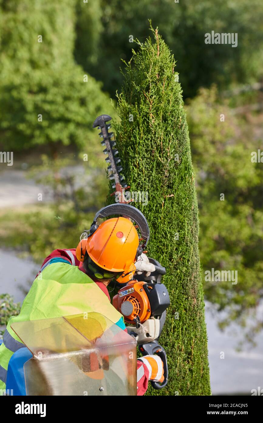 Gardener pruning a cypress tree with a chainsaw on a crane Stock Photo ...