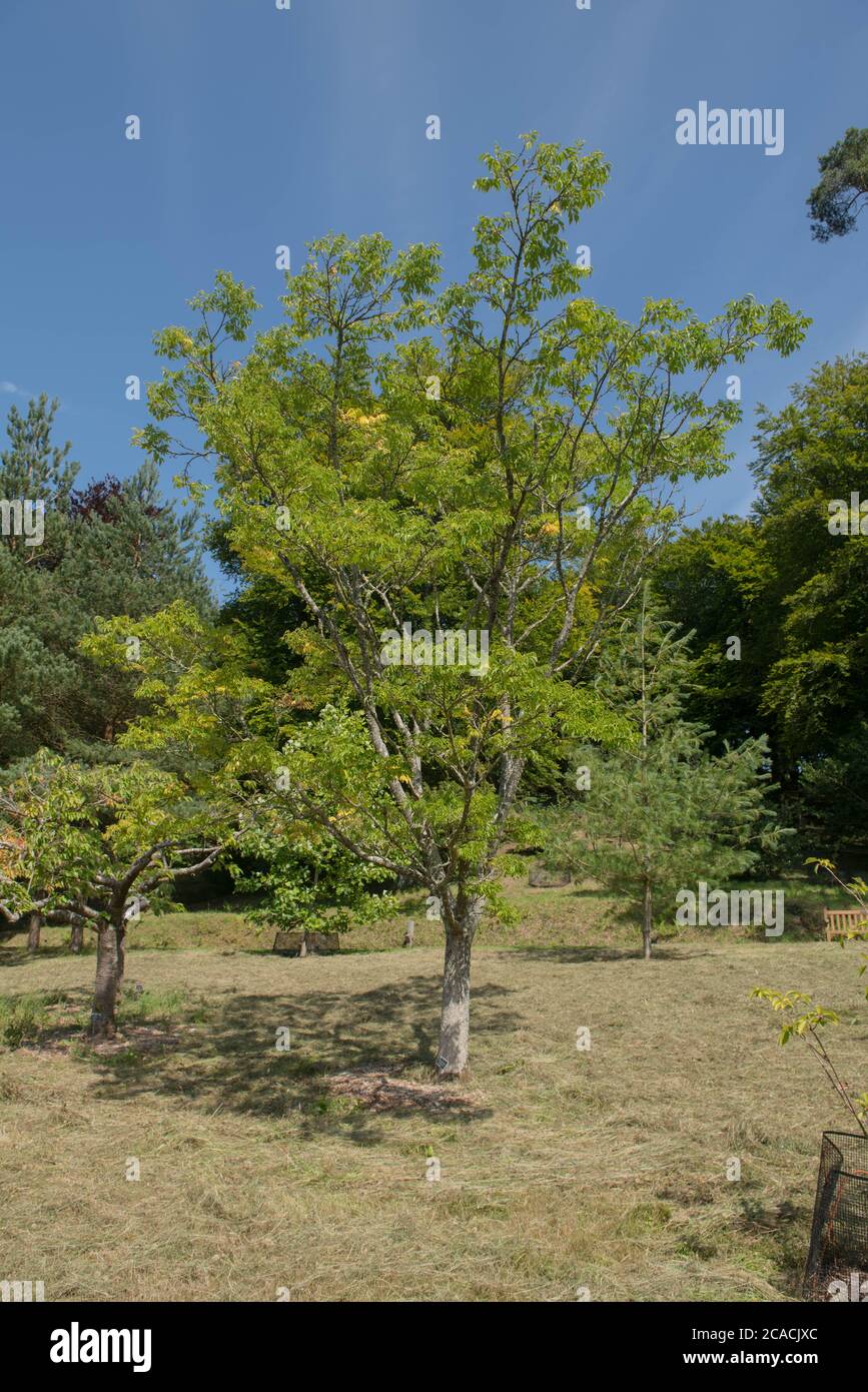 Summer Foliage of a Deciduous Amur Cork Tree (Phellodendron amurense ...