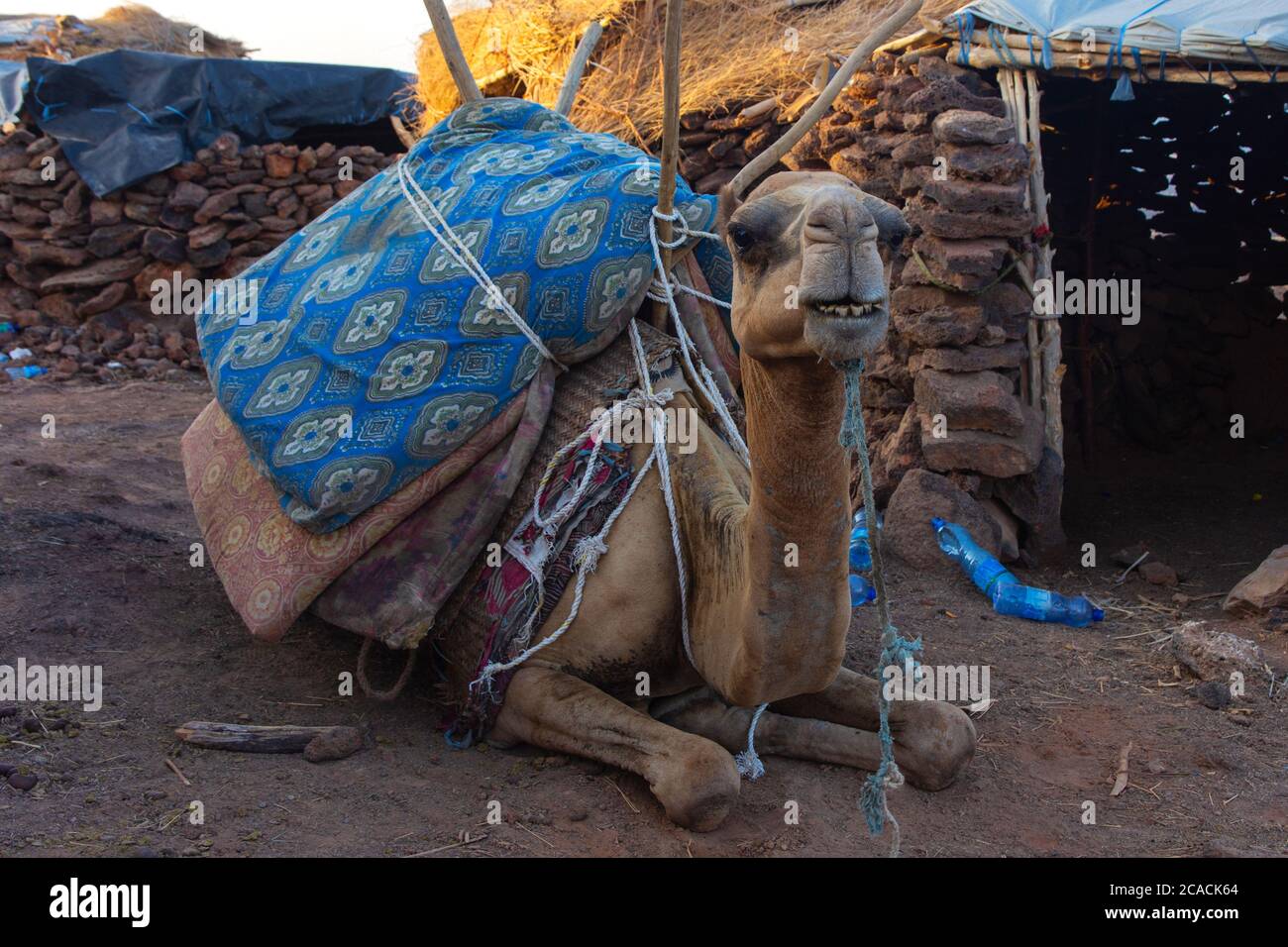 Camel Lying High Resolution Stock Photography and Images - Alamy