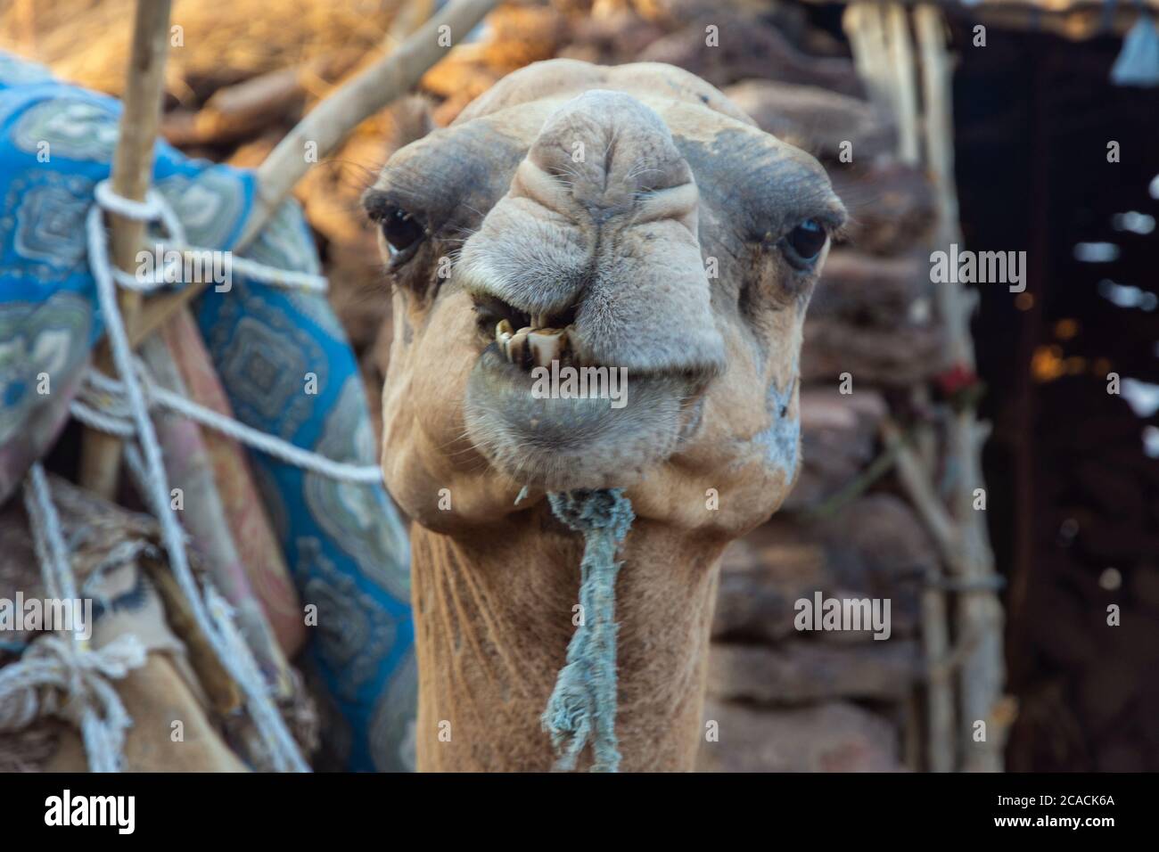 Safari stuff hi-res stock photography and images - Alamy