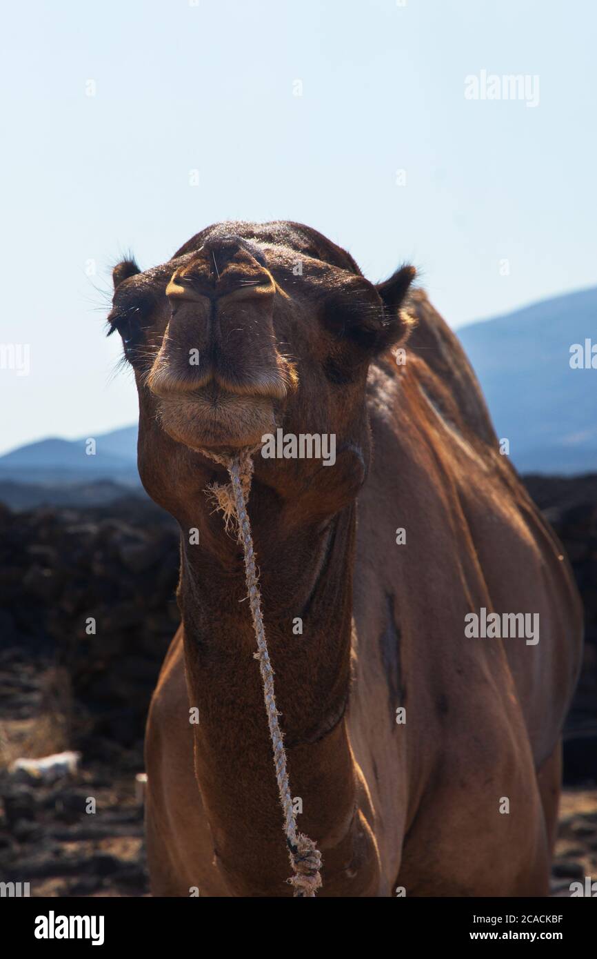 Portrait of a camel chewing stuff Stock Photo - Alamy