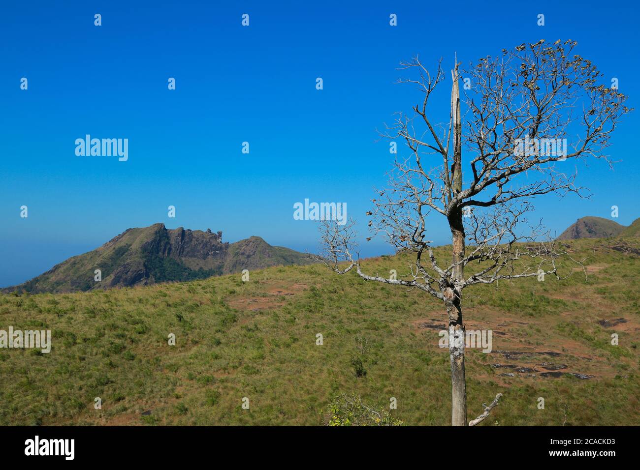Leafless tree in beautiful hi-res stock photography and images - Alamy