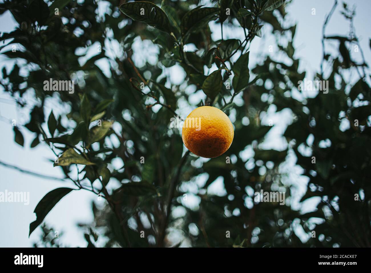 Low angle shot of a single orange hanging from a branch Stock Photo - Alamy