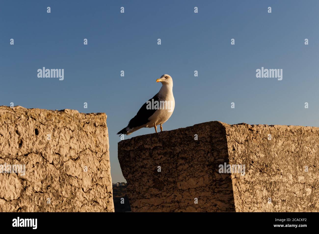 Beautiful shot of a seagull perched on a large stone structure Stock ...