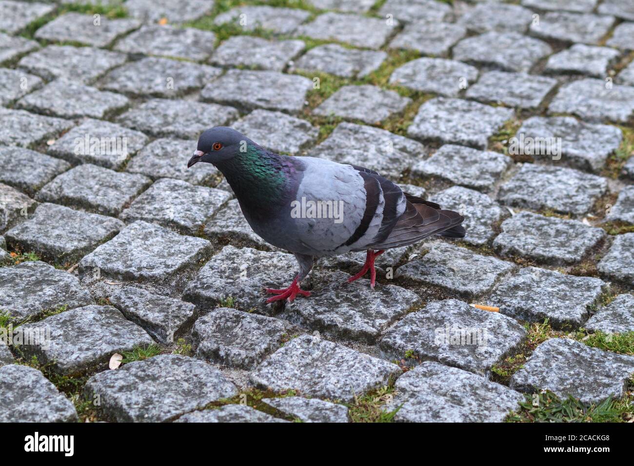Closeup shot of a colorful pigeon walking on a stone floor Stock Photo ...