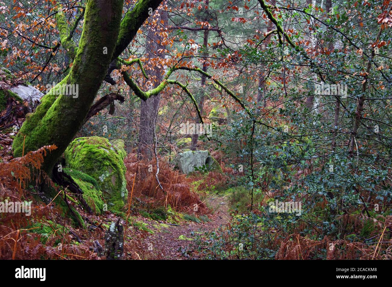 Fontainebleau france forest hi-res stock photography and images - Alamy