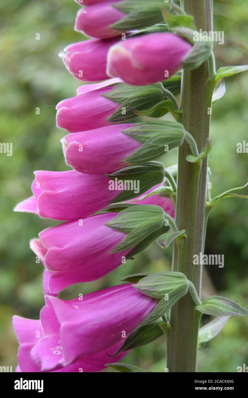 Profile of foxgloves hi-res stock photography and images - Alamy