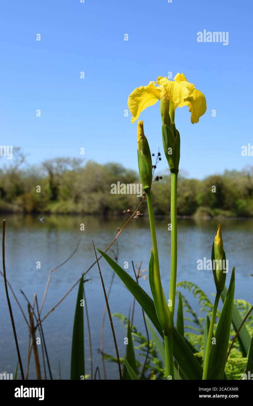 Open and closed yellow iris hi-res stock photography and images - Alamy