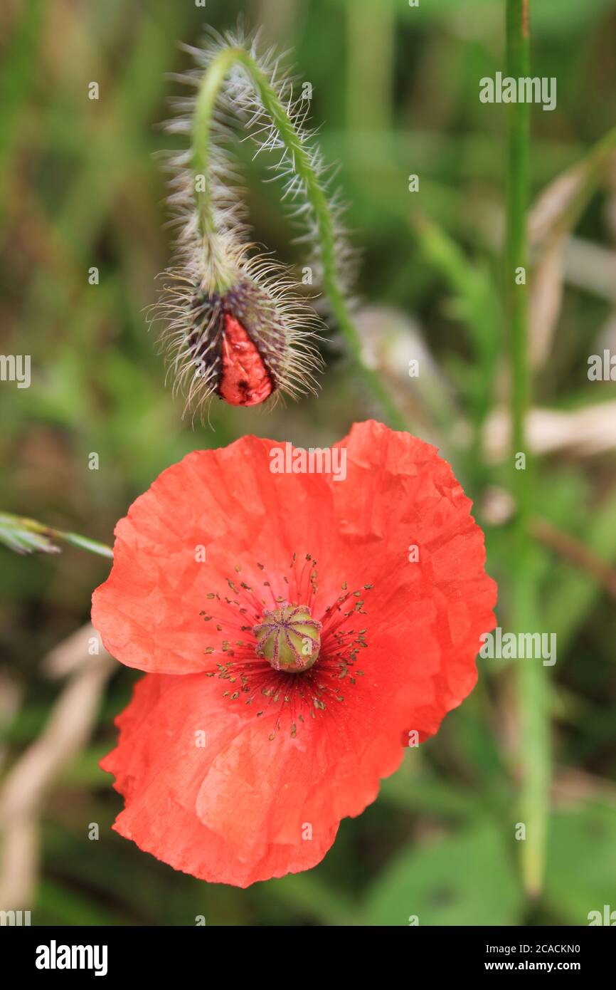 Poppies open and closed hi-res stock photography and images - Alamy