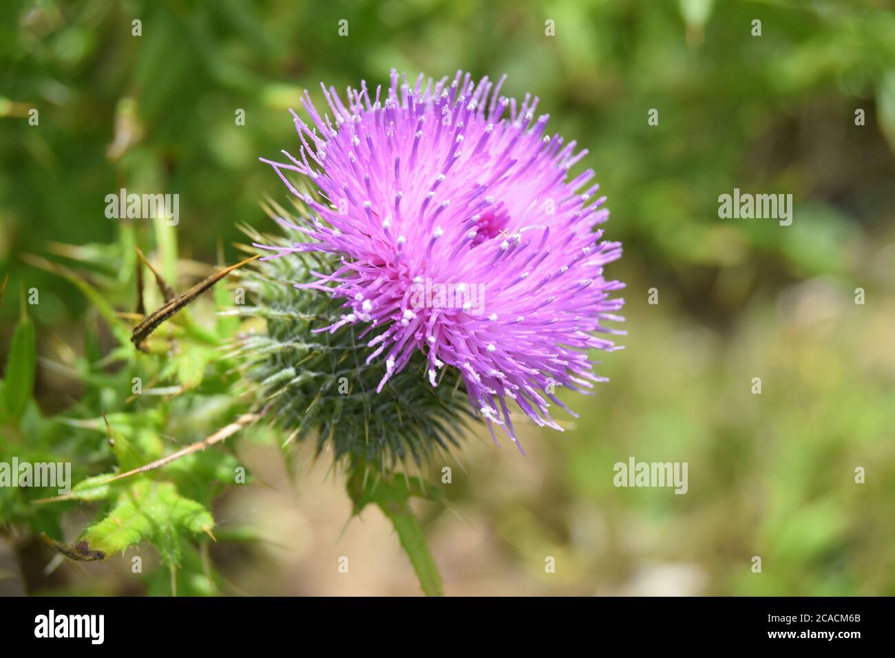 Flowering thistle head Stock Photo - Alamy