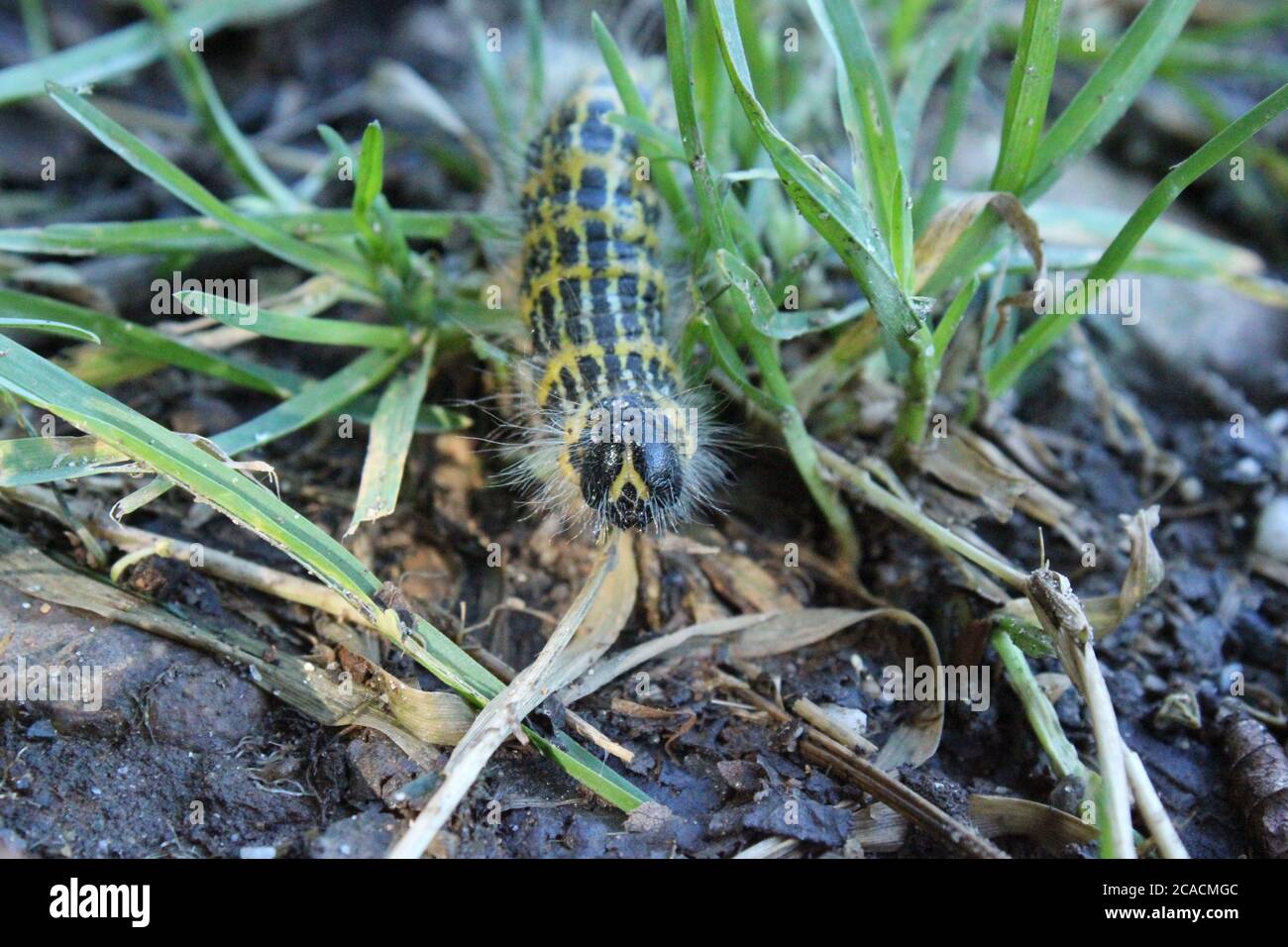Buff-Tip caterpillar face on Stock Photo - Alamy