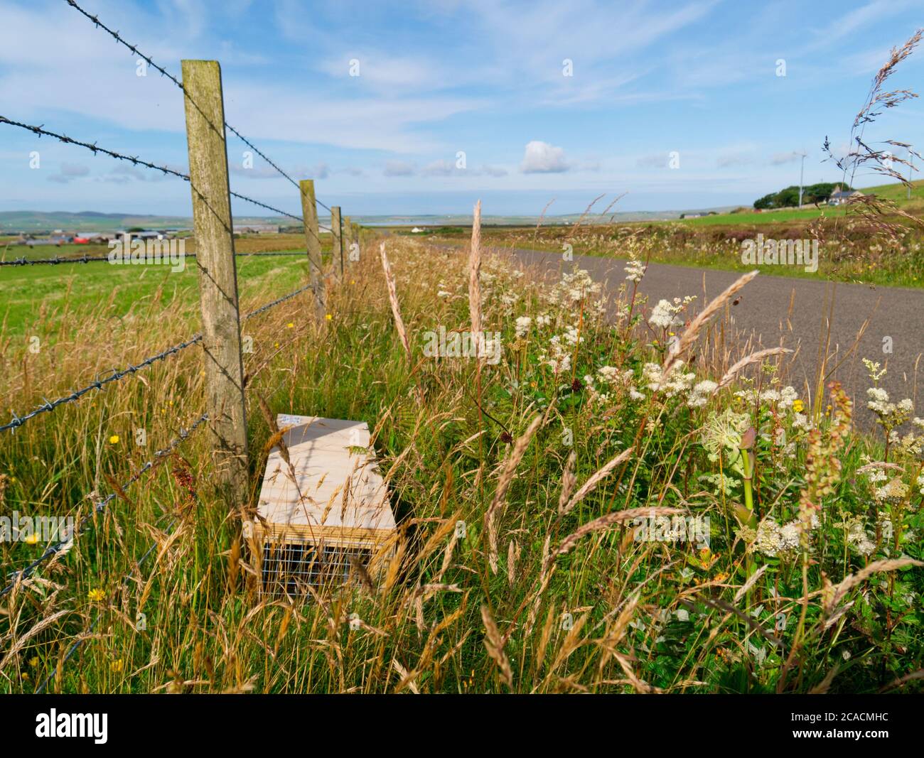 Orkney native wildlife project hi-res stock photography and images - Alamy