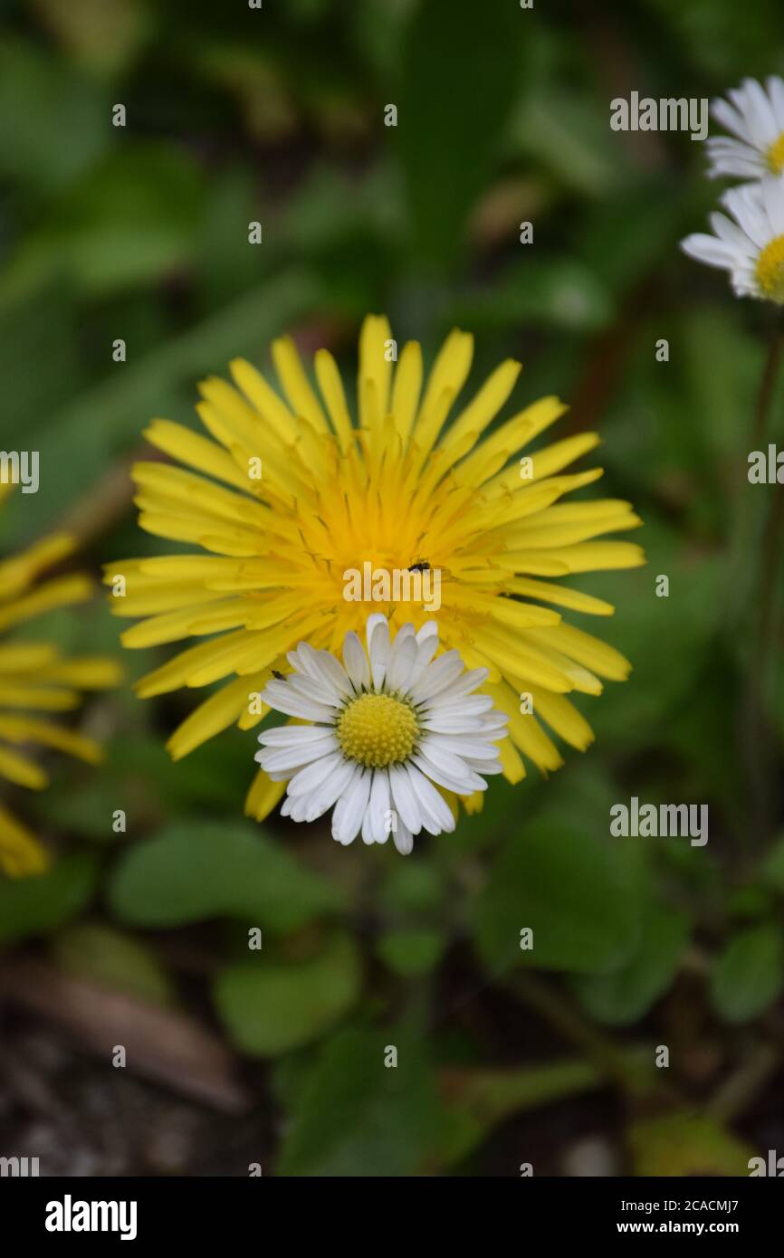 daisy and dandelion Stock Photo - Alamy