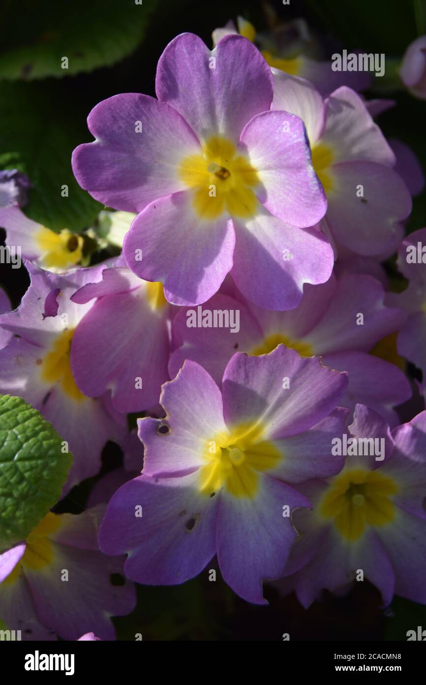 lilac primrose flowers Stock Photo - Alamy