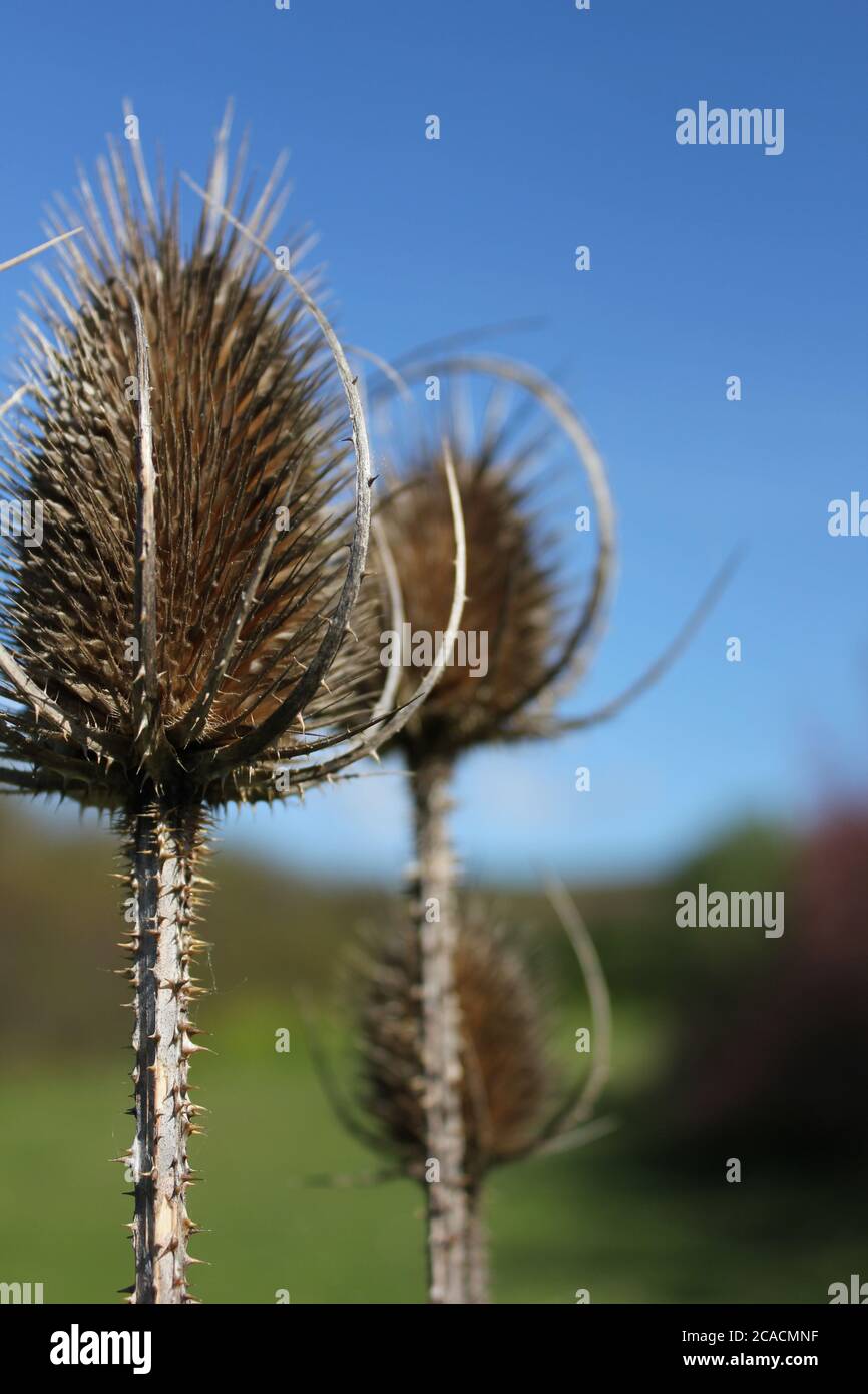 Pair of thistles hi-res stock photography and images - Alamy