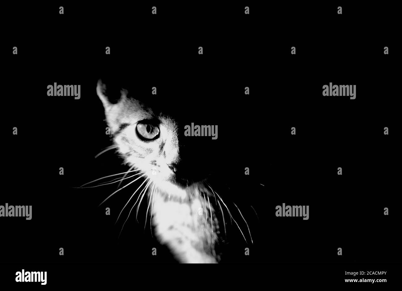 Cat in Shadow Stock Photo - Alamy