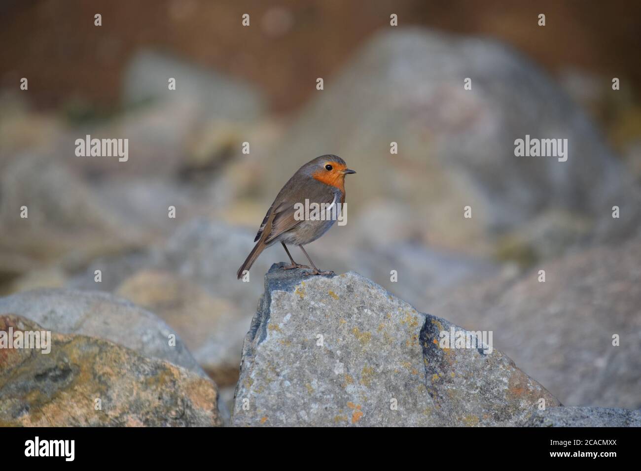 Robin redbreast on rock hi-res stock photography and images - Alamy