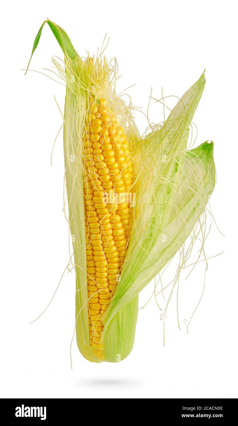 Opened sweet corn cob isolated on white with clipping path. Design ...