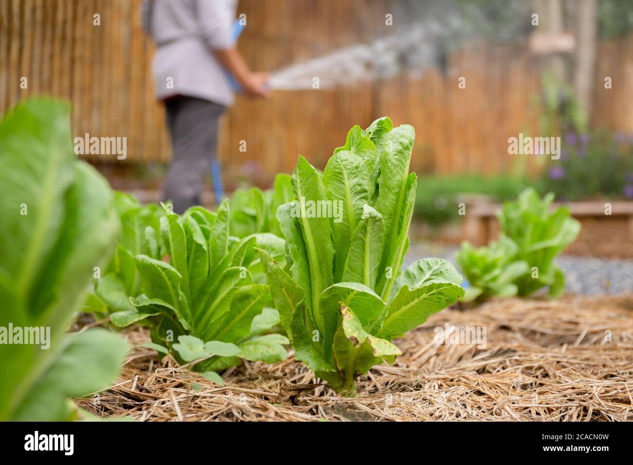 Cos eco hi-res stock photography and images - Alamy