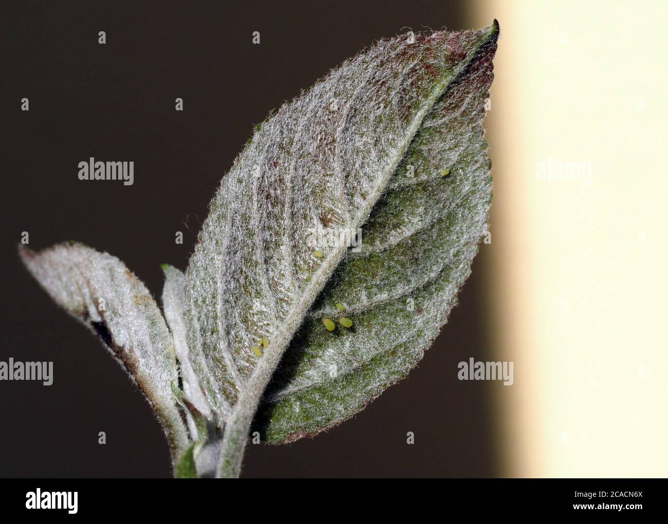 Berlin, Germany. 14th June, 2020. On the underside of the leaf of a ...